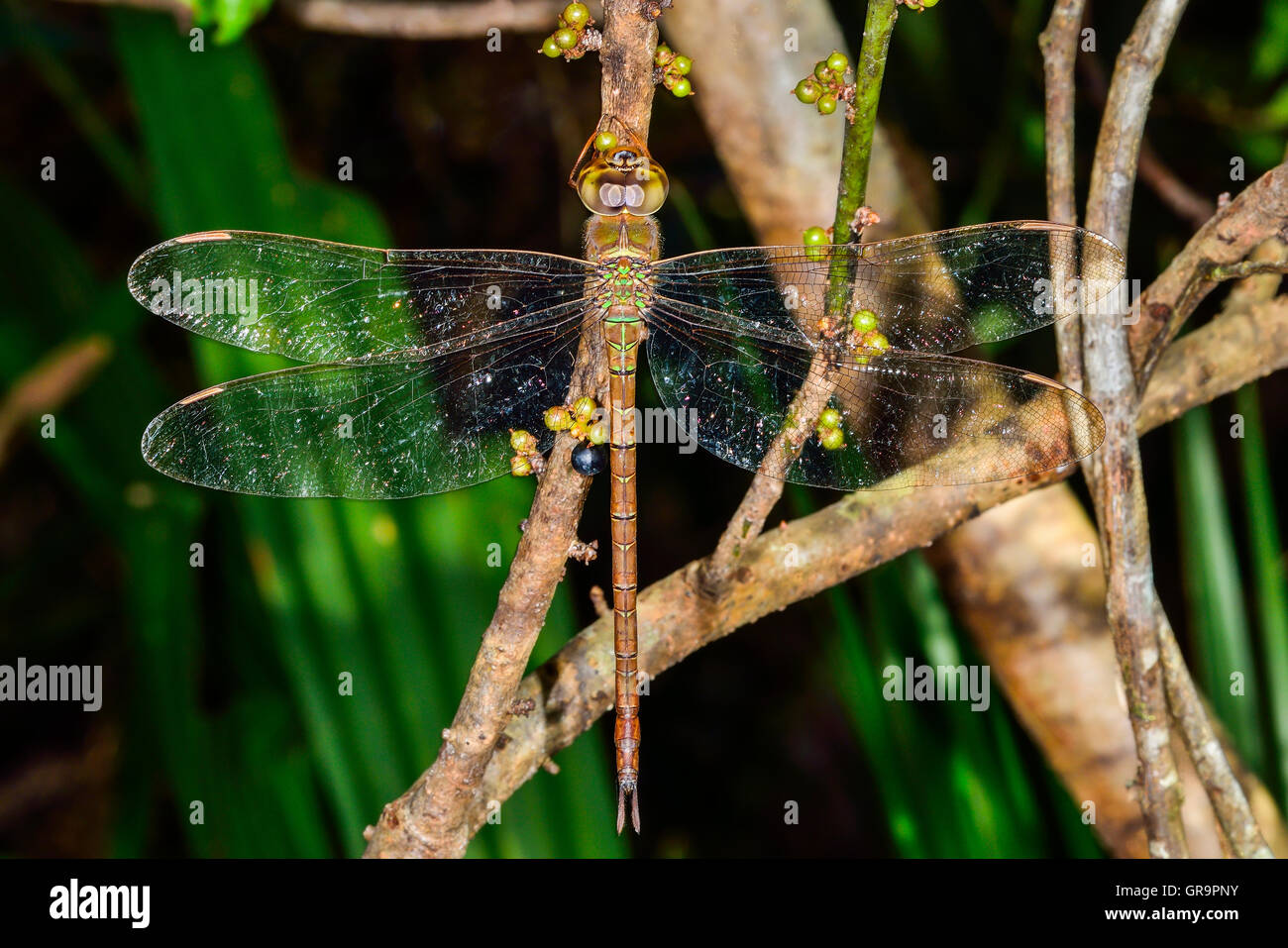 Shadow stance hi-res stock photography and images - Alamy
