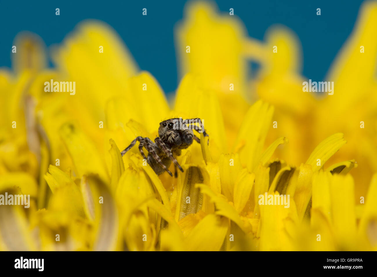 jumper spider photographed very close up in their habitat Stock Photo ...