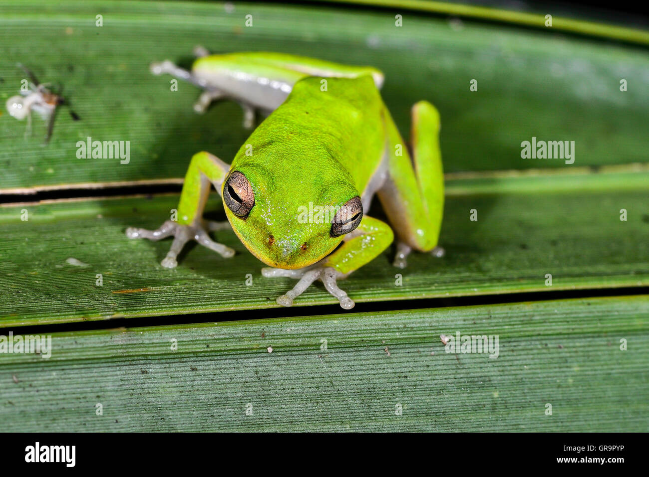Frog stance hi-res stock photography and images - Alamy
