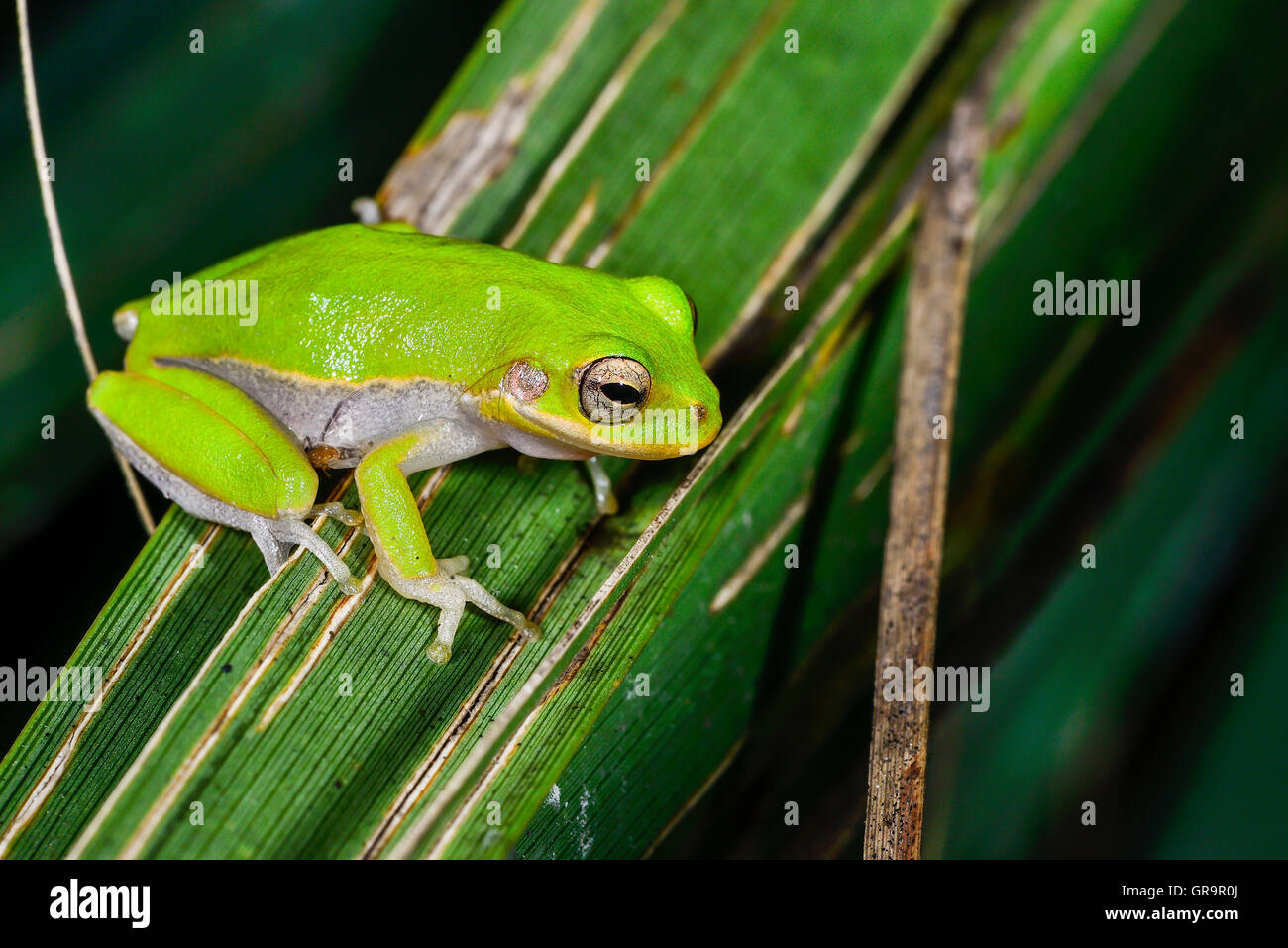 Colorful frog hi-res stock photography and images - Alamy