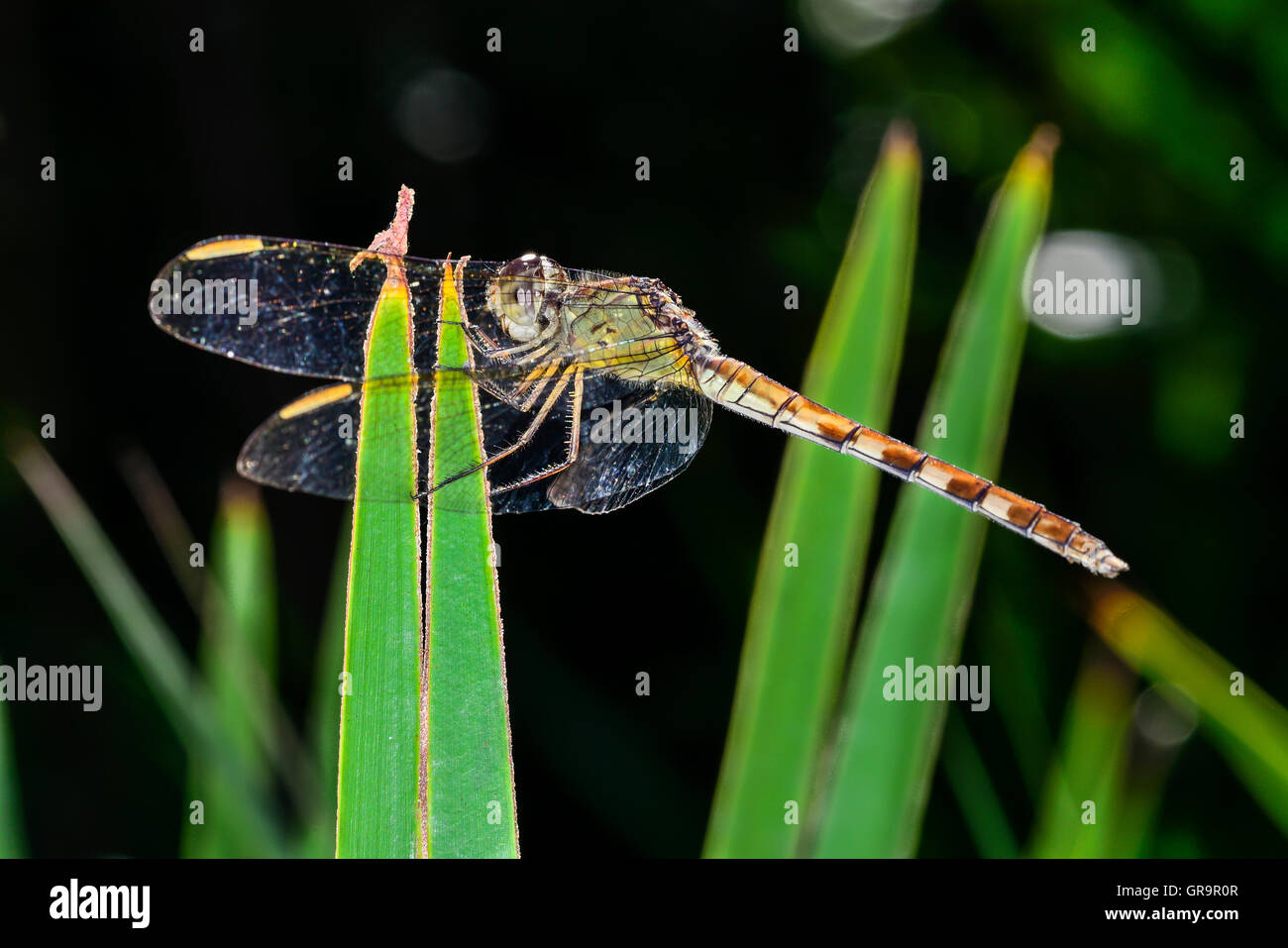 Pennant hi-res stock photography and images - Alamy