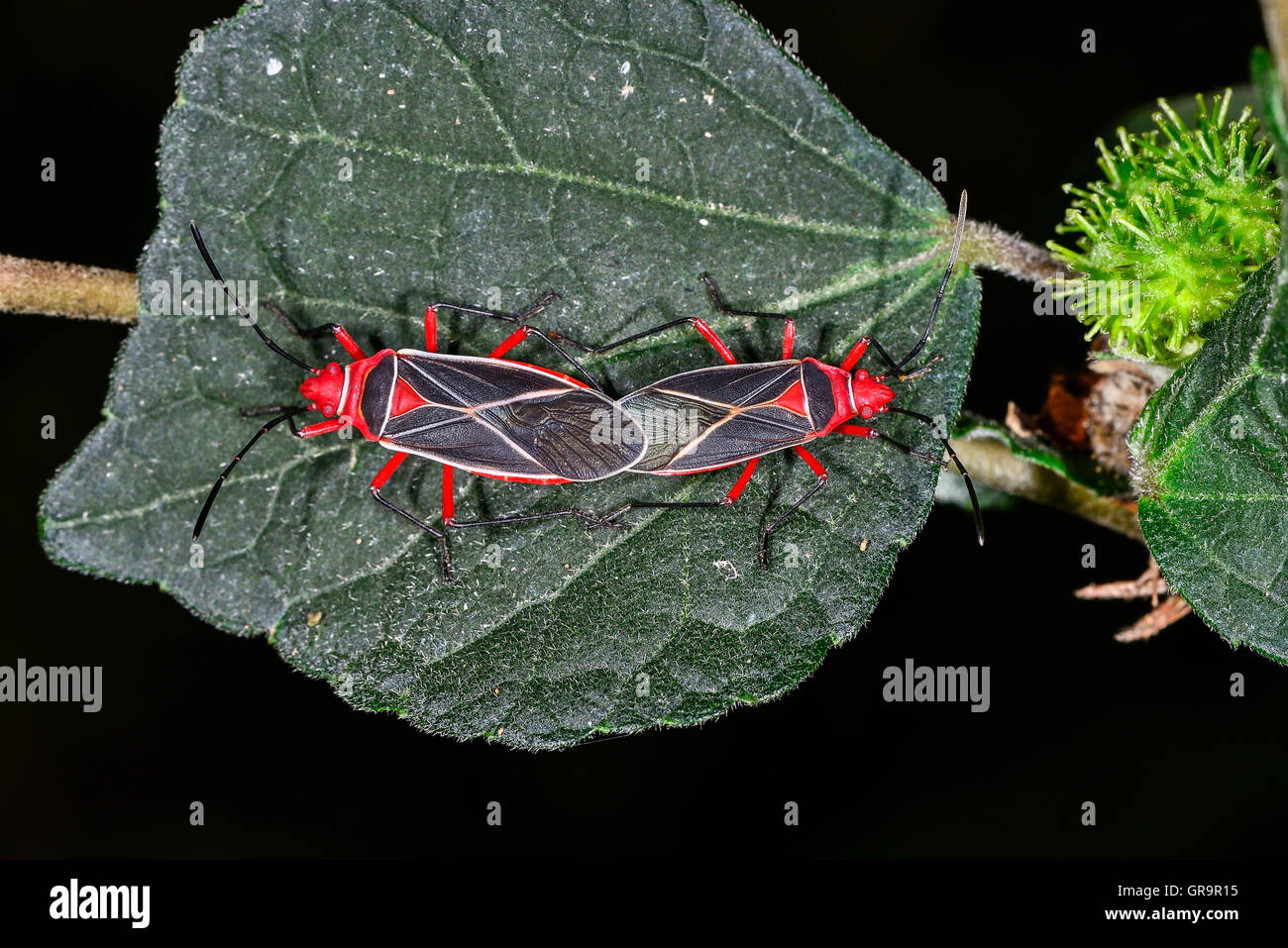 Cotton stainer hi-res stock photography and images - Alamy