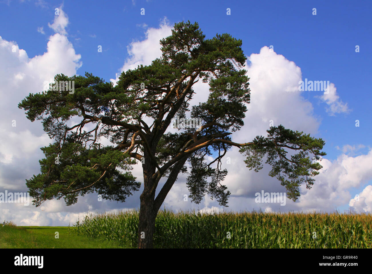 Windblown pine hi-res stock photography and images - Alamy