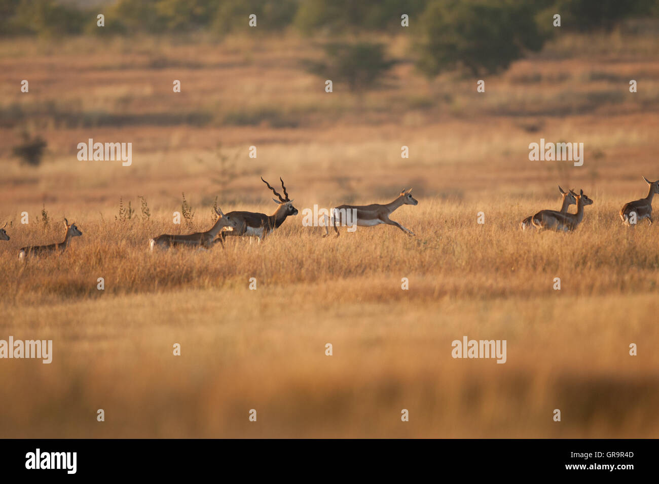 Blackbucks running gliding through the early sun across the grassland ...