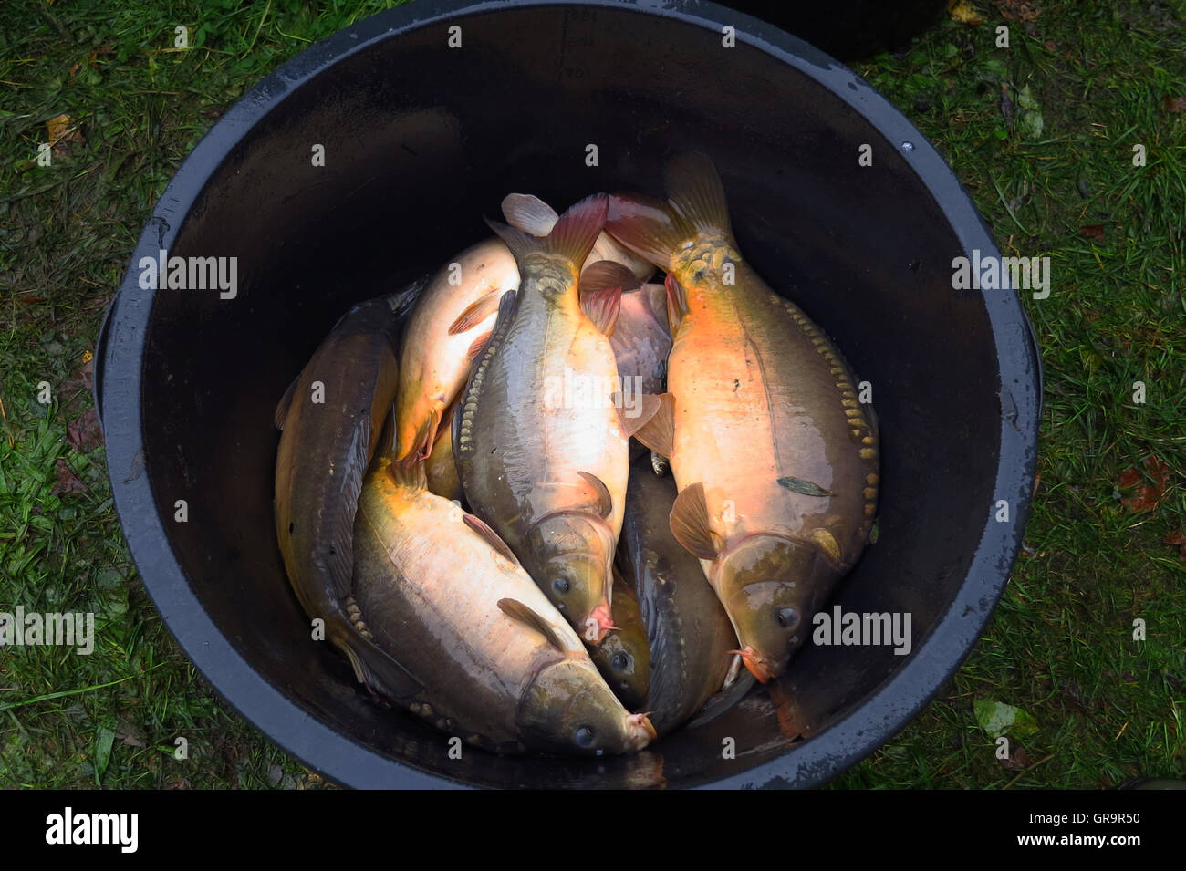 German carps hi-res stock photography and images - Alamy