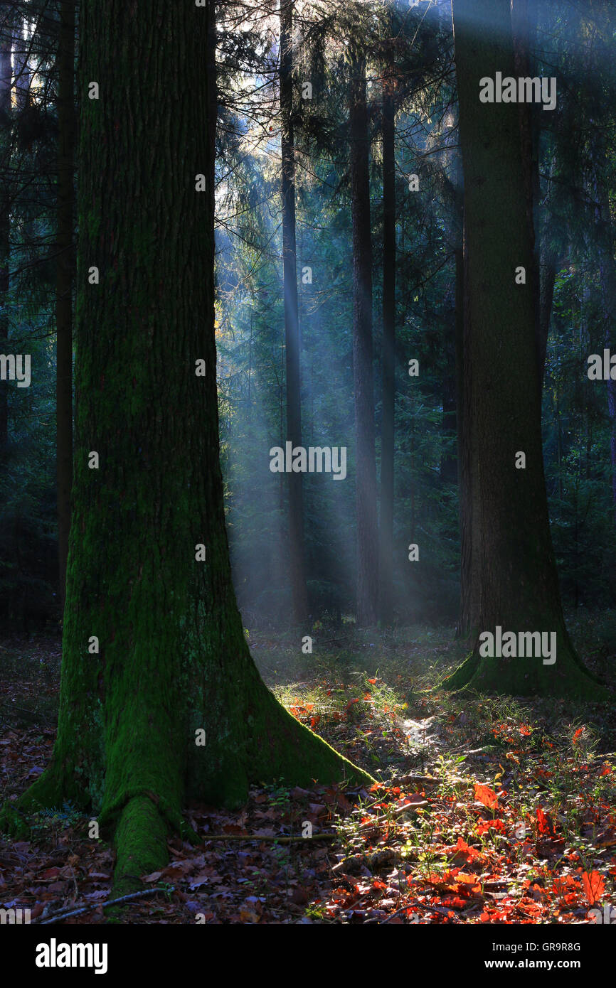 Morning in the forest hi-res stock photography and images - Alamy