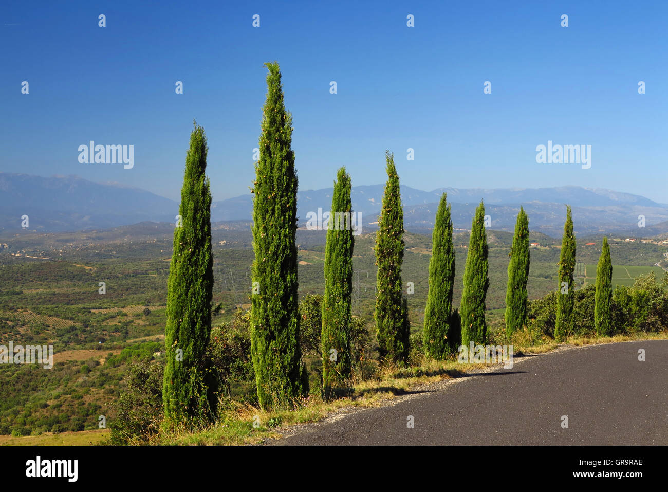 Tuja tree hi-res stock photography and images - Alamy