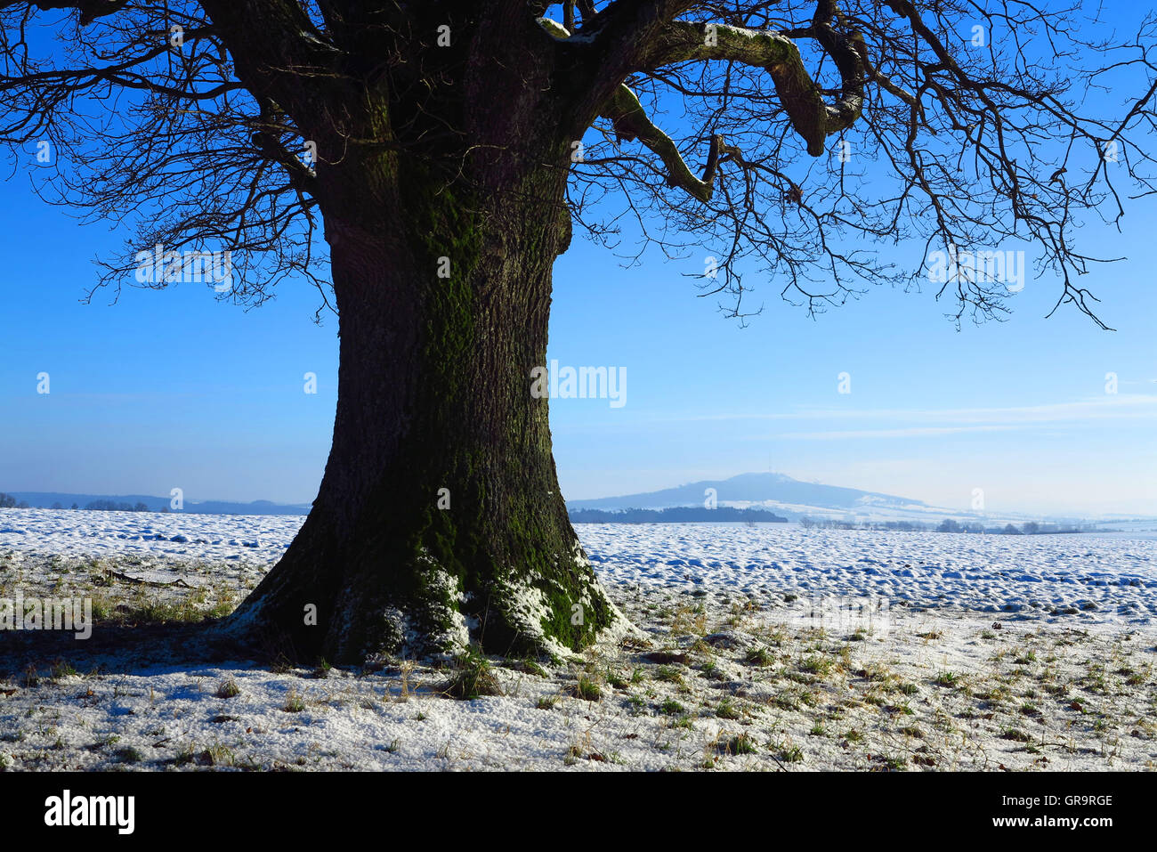 Oak In Winter Stock Photo - Alamy