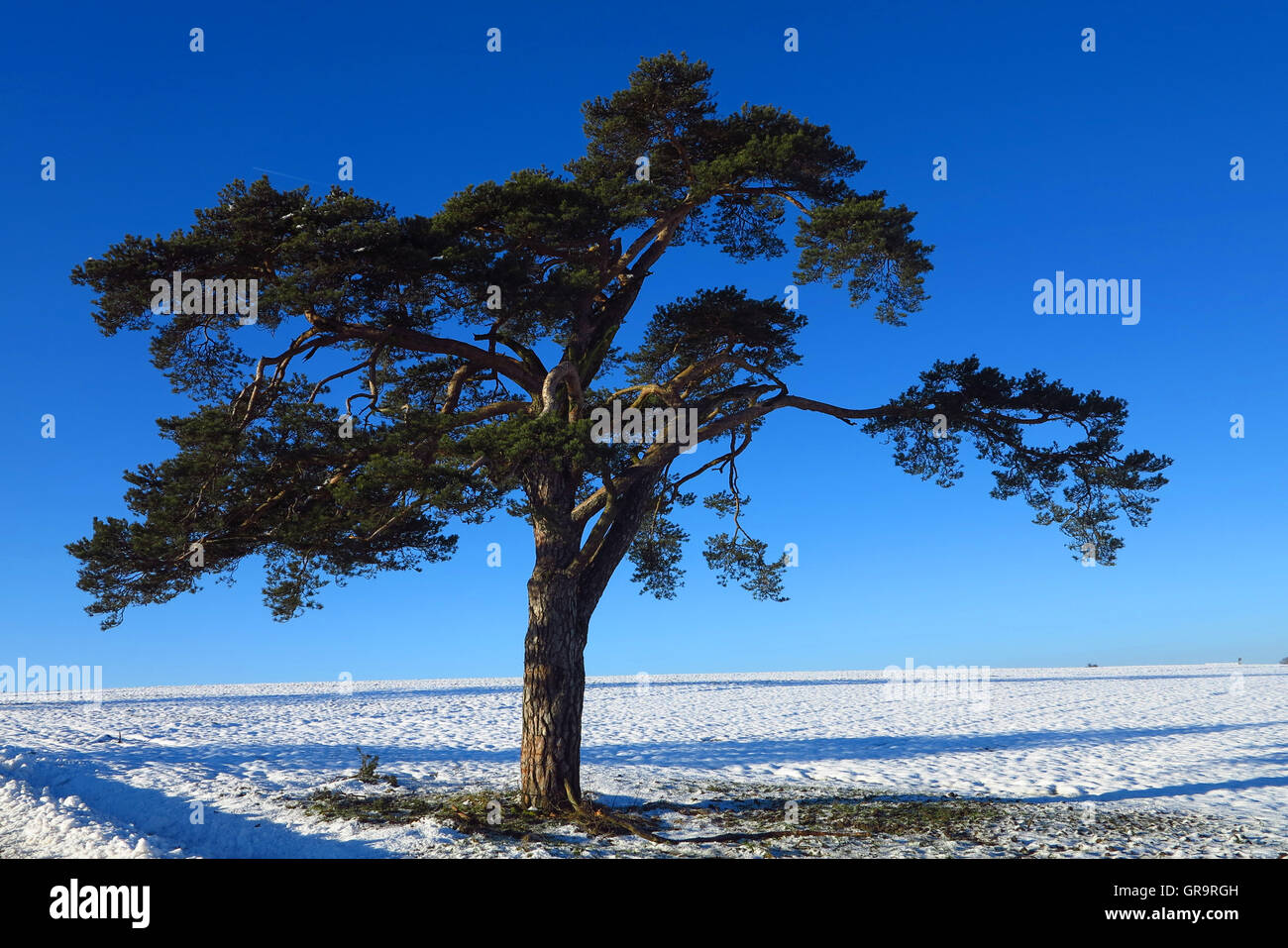 Pine Tree In Winter Stock Photo - Alamy