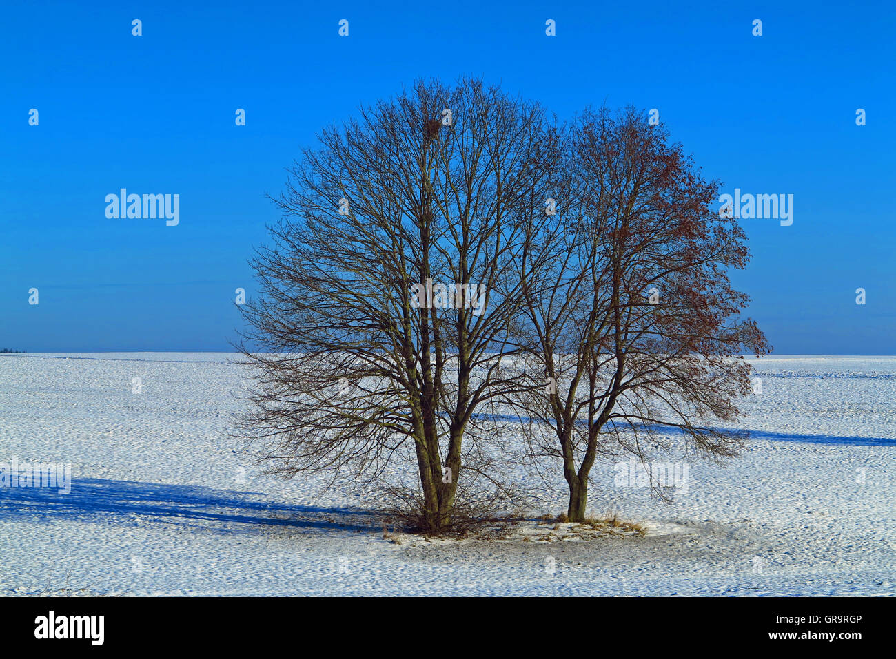 Trees In Winter Stock Photo - Alamy