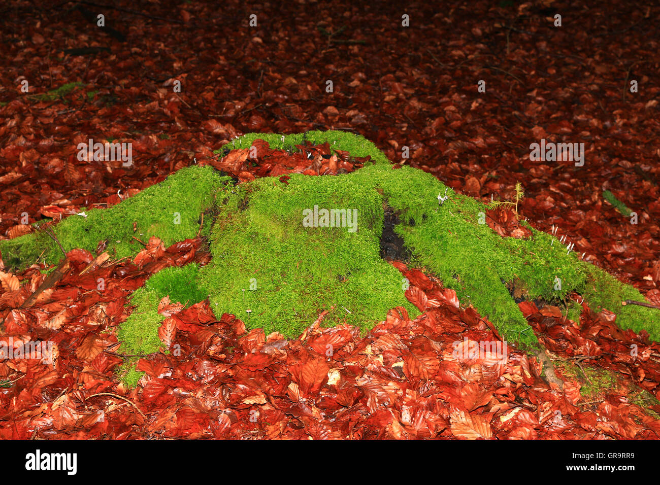 Woody roots hi-res stock photography and images - Alamy