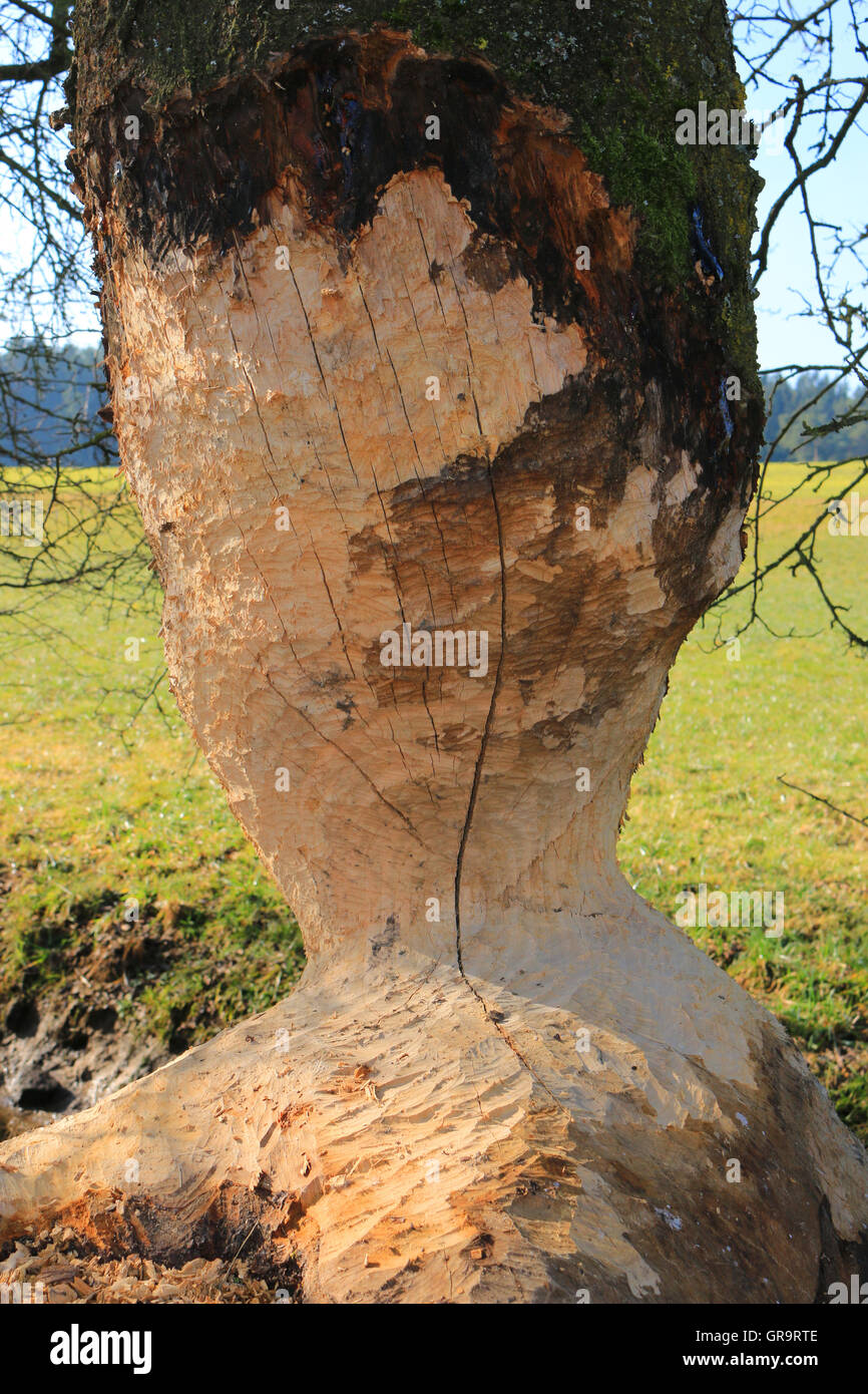 Beaver felling tree hi-res stock photography and images - Alamy