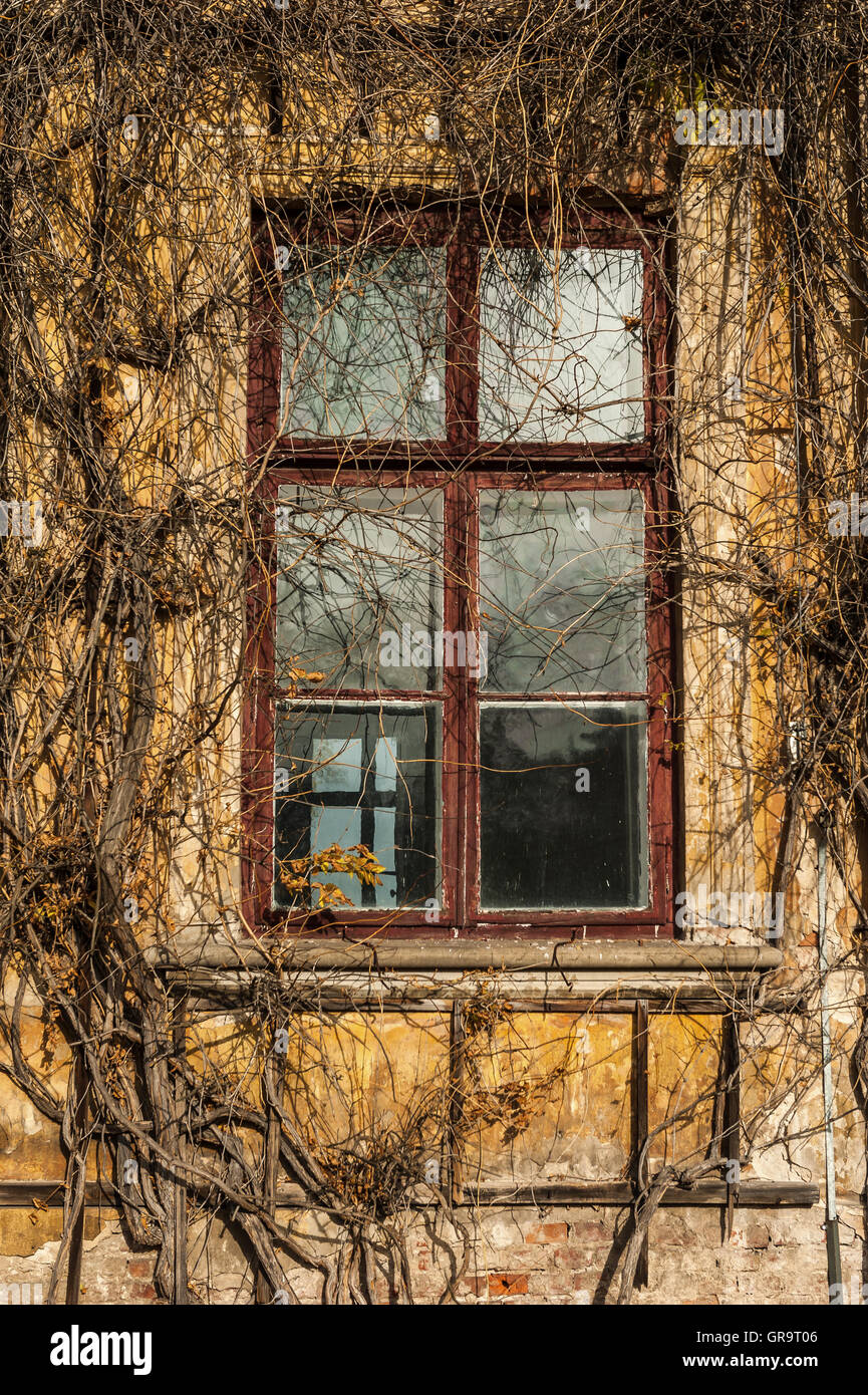 Old overgrown palace window, Bodaczow, Poland Stock Photo - Alamy