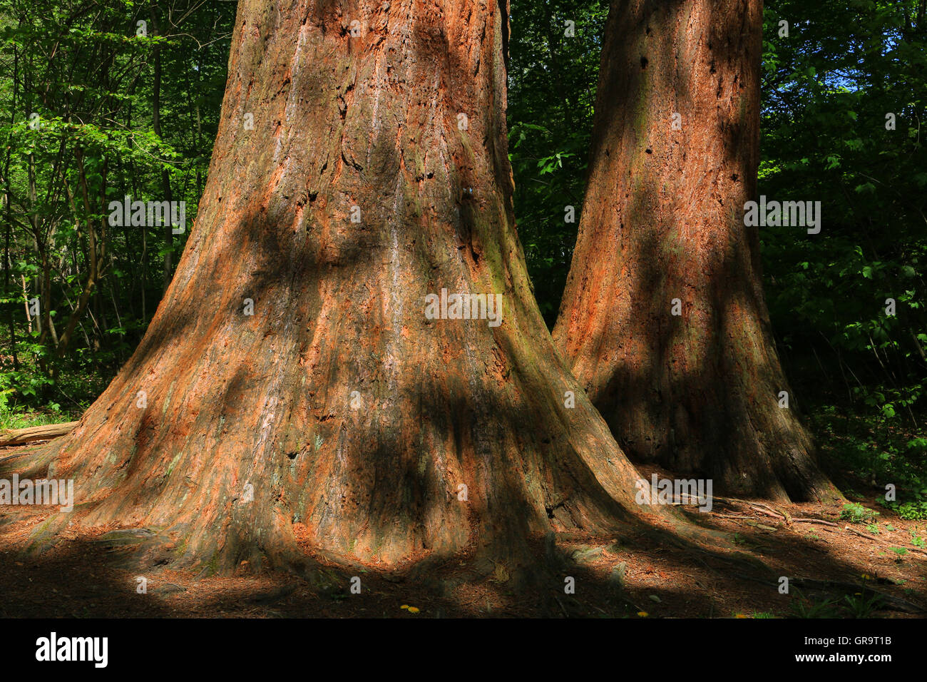 Giant tree hi-res stock photography and images - Alamy