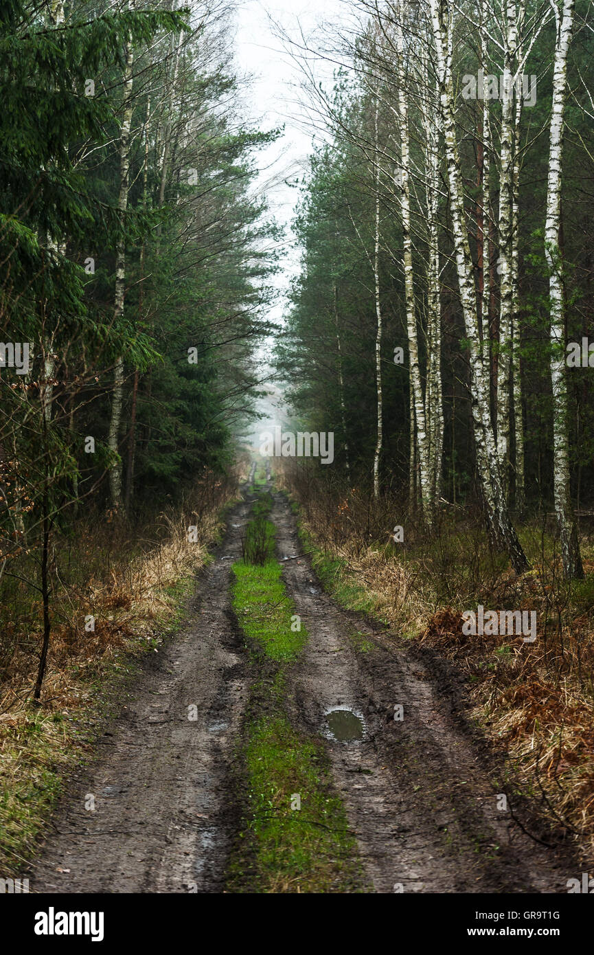 Rainy forest road hi-res stock photography and images - Alamy