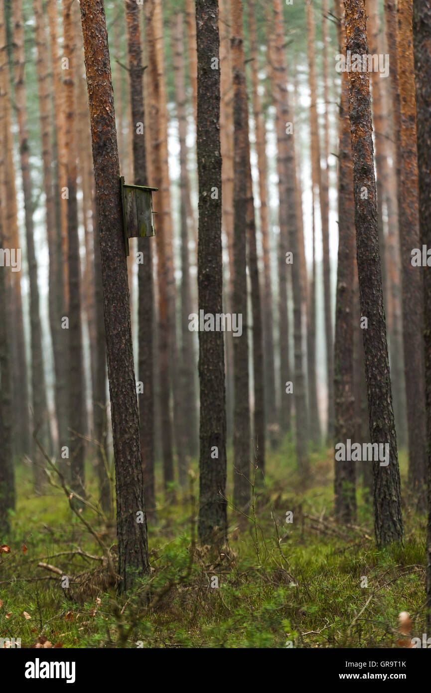 Nest box forest hi-res stock photography and images - Alamy