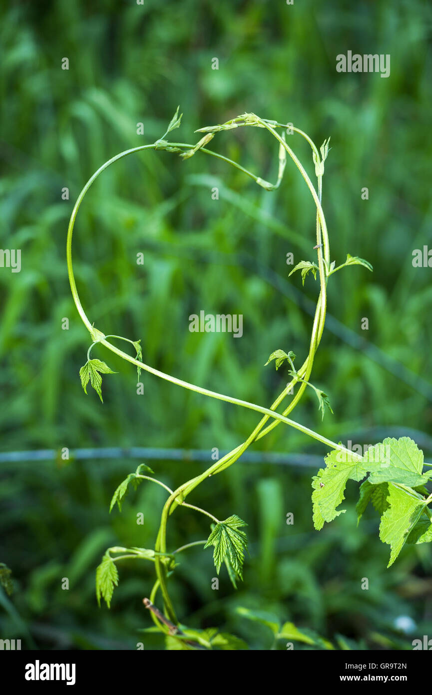 Growing heart hi-res stock photography and images - Alamy