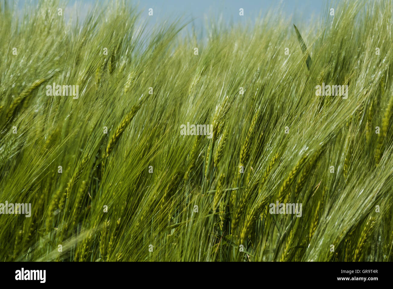 Spring grain planting hi-res stock photography and images - Alamy