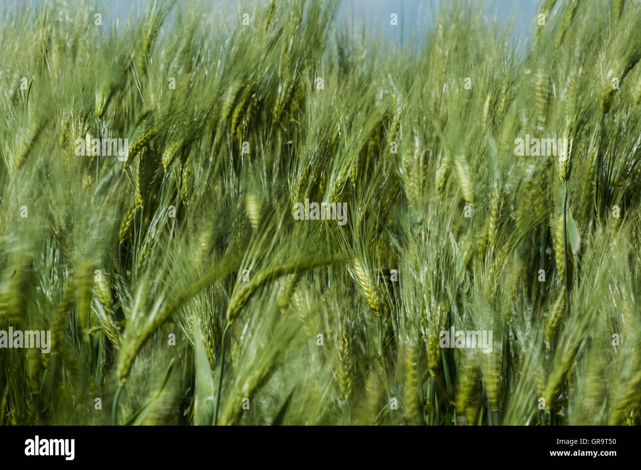 Green barley seeds hi-res stock photography and images - Alamy