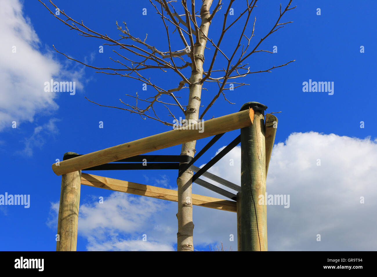 Replanting tree hi-res stock photography and images - Alamy