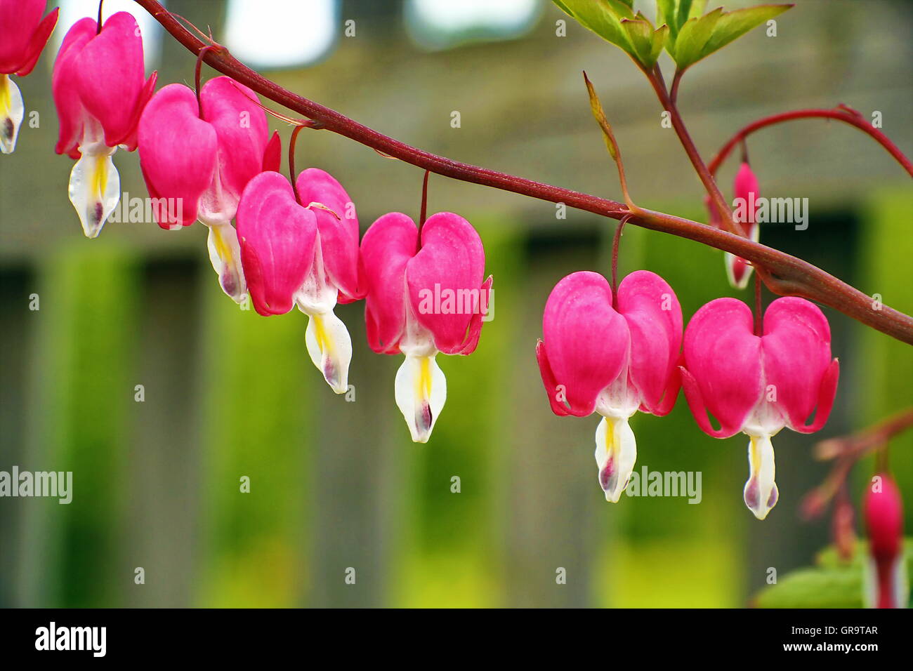 Tear flower hi-res stock photography and images - Alamy