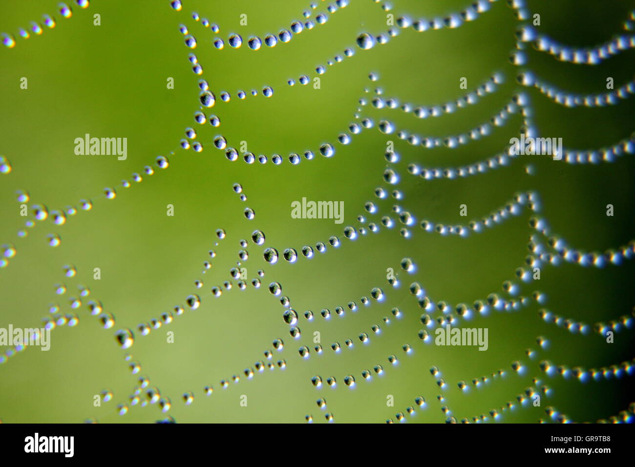 Spider web structure hi-res stock photography and images - Alamy