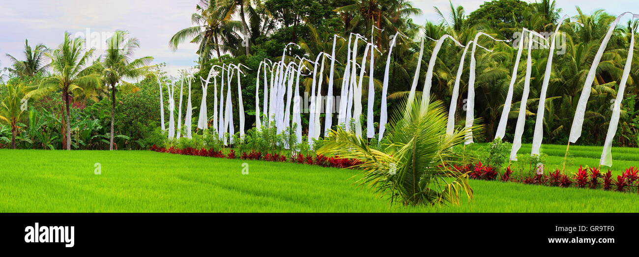 Rice paddy flags hi-res stock photography and images - Alamy