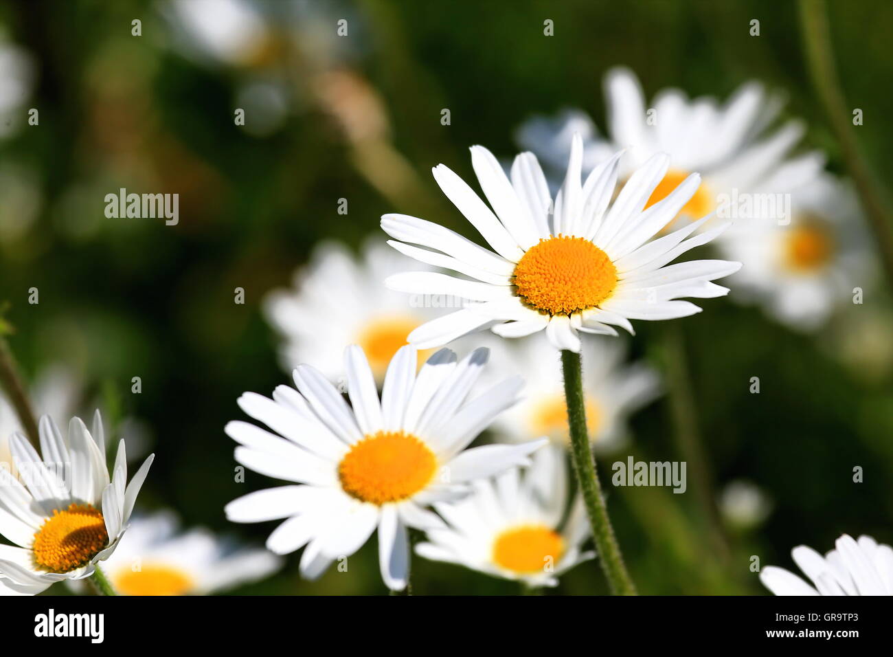 Blumenwiese wiesenblumen wildblumen wiese blumen hi-res stock ...