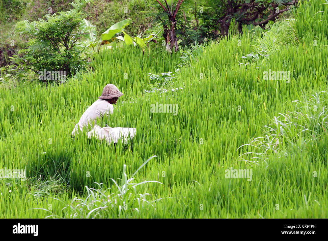 What to do in bali hi-res stock photography and images - Alamy