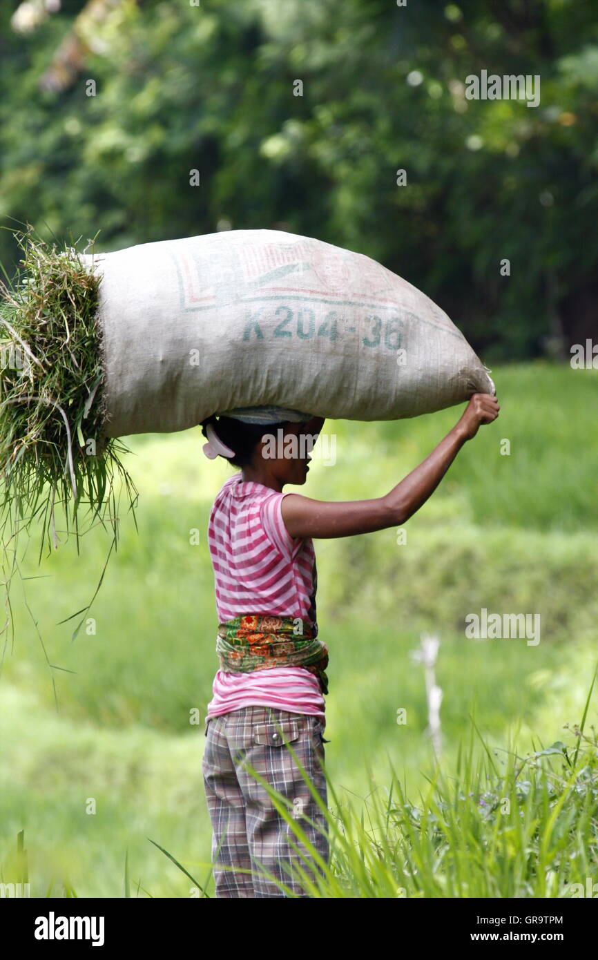 Paddy Field In Bali Stock Photo - Alamy