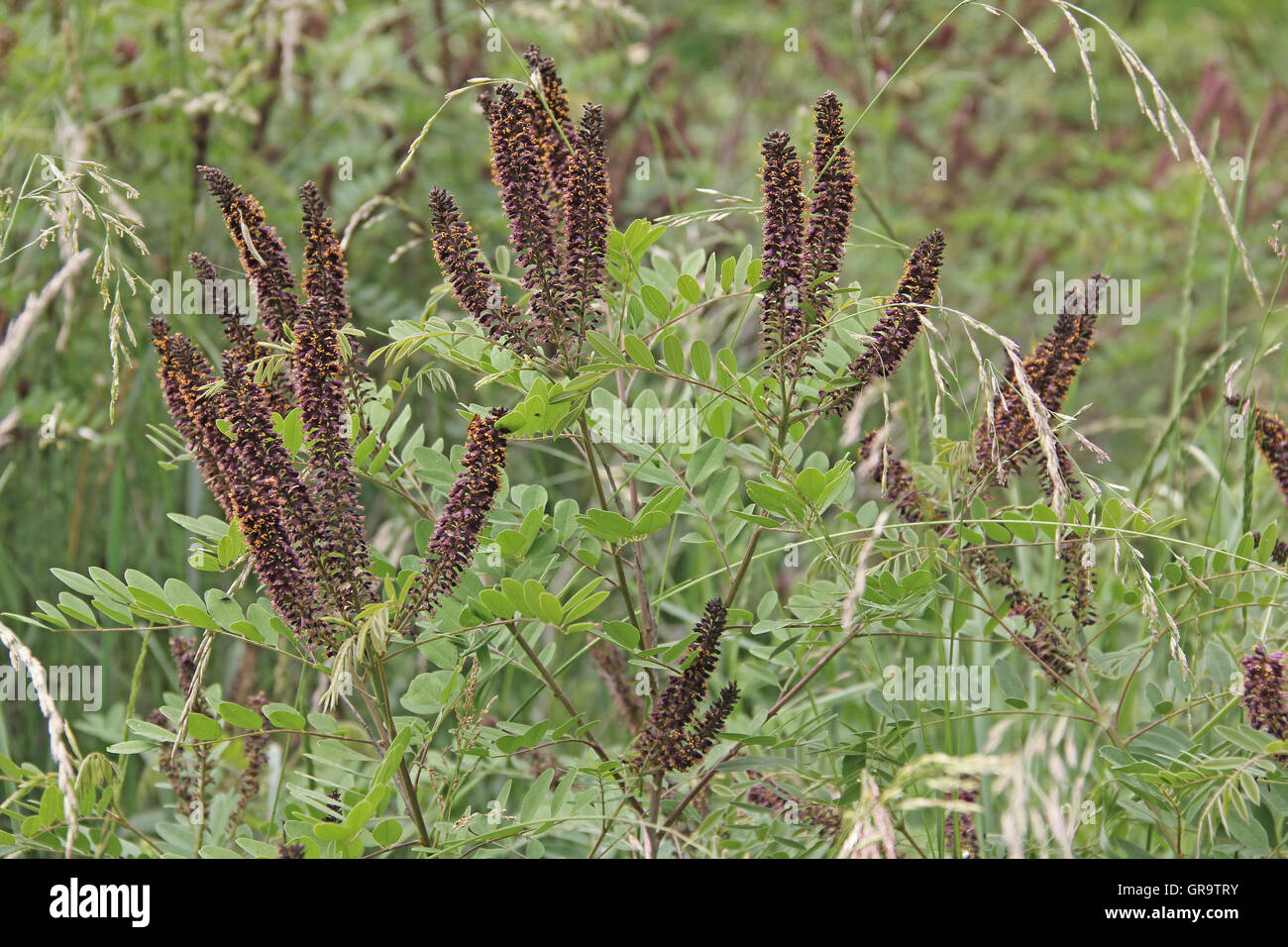 Flower Of Amorpha Fruticosa Stock Photo - Alamy
