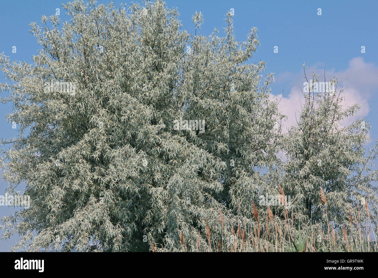 Silver willow hi-res stock photography and images - Alamy