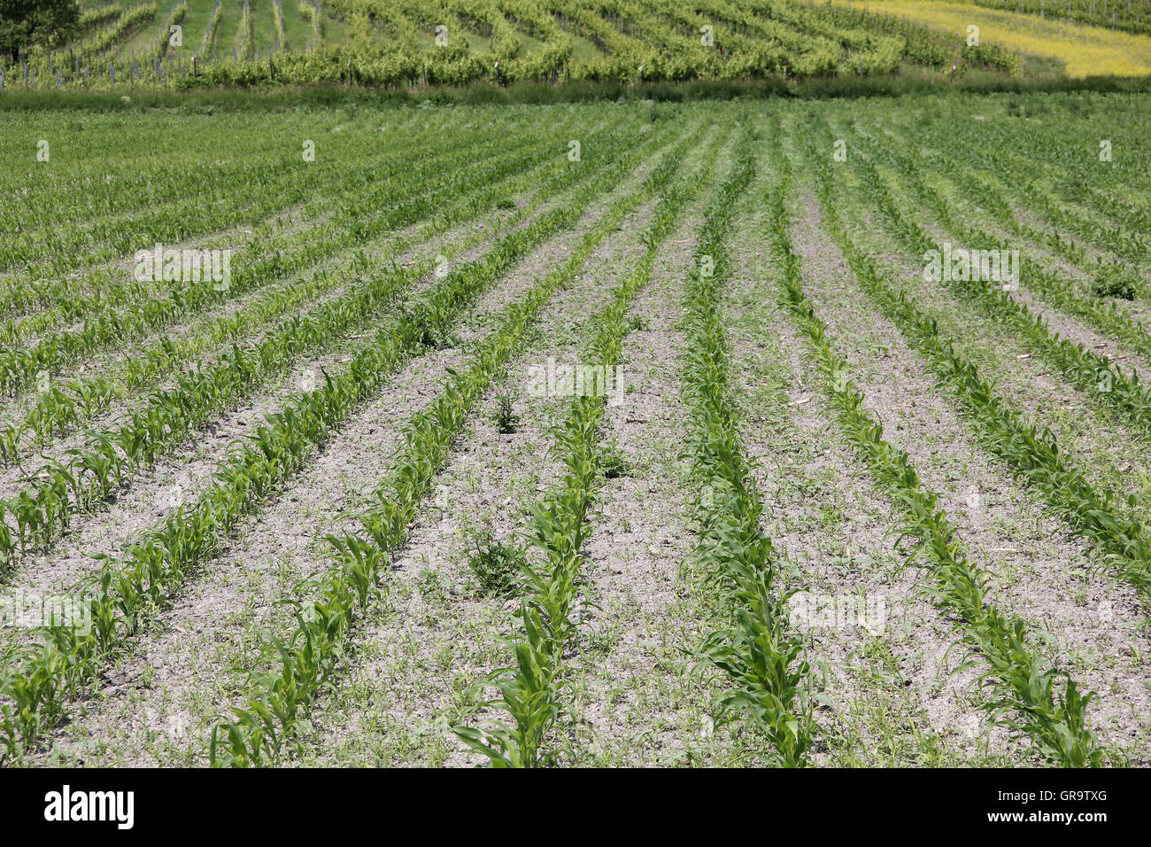 Corn Field In June Stock Photo - Alamy