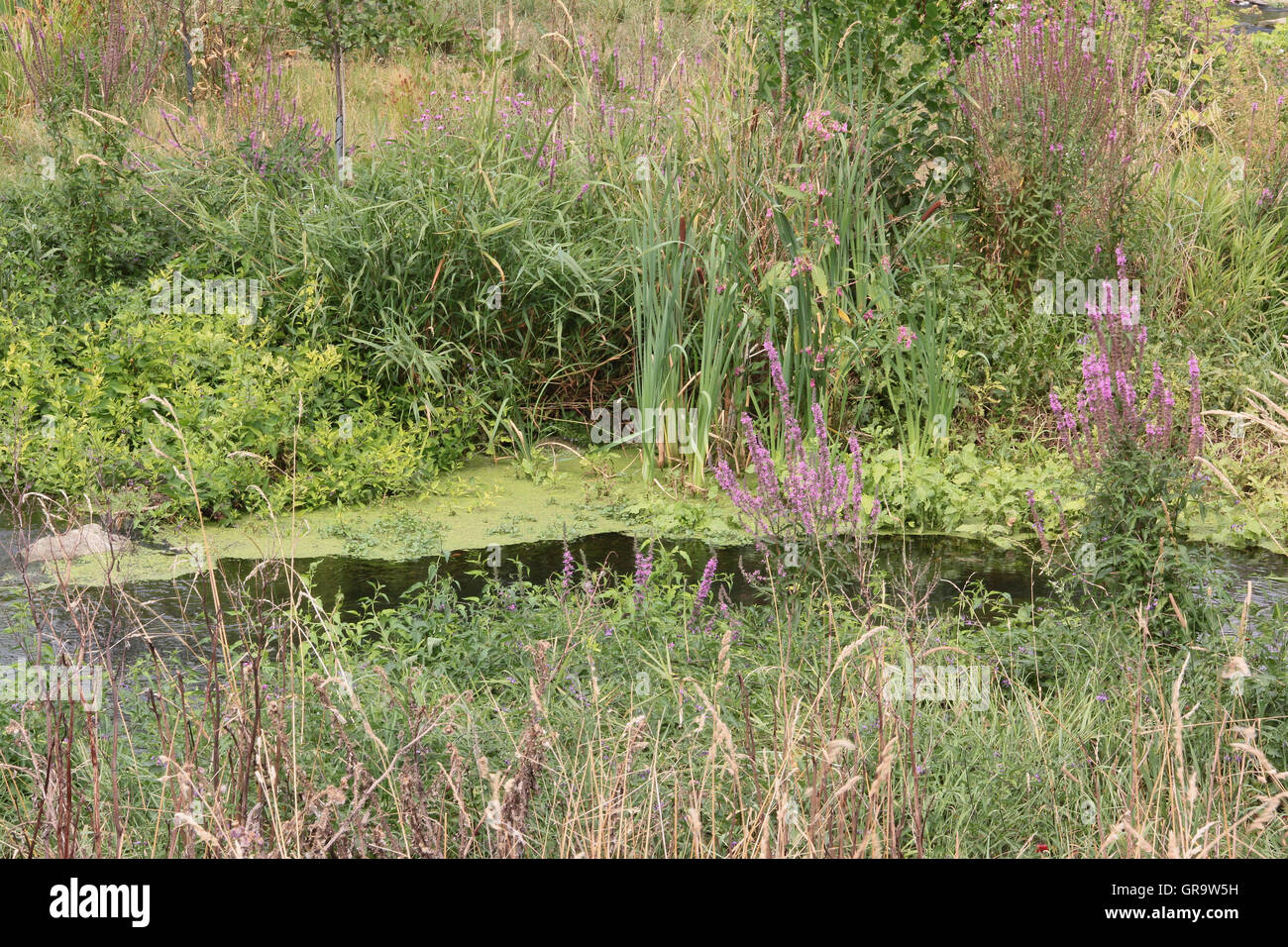 Ecological value hi-res stock photography and images - Alamy