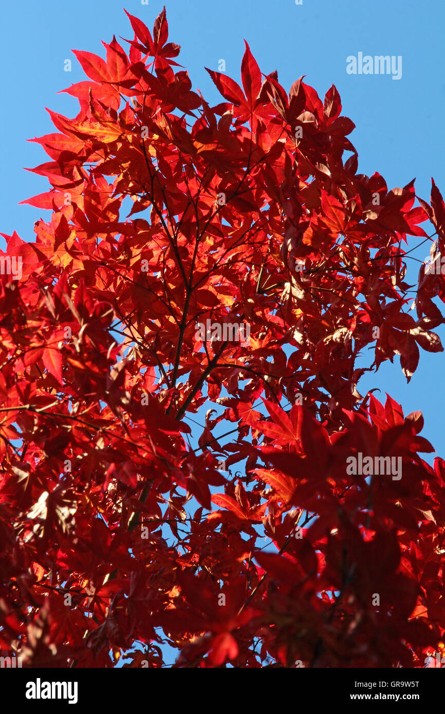 Red maple in sun hi-res stock photography and images - Alamy