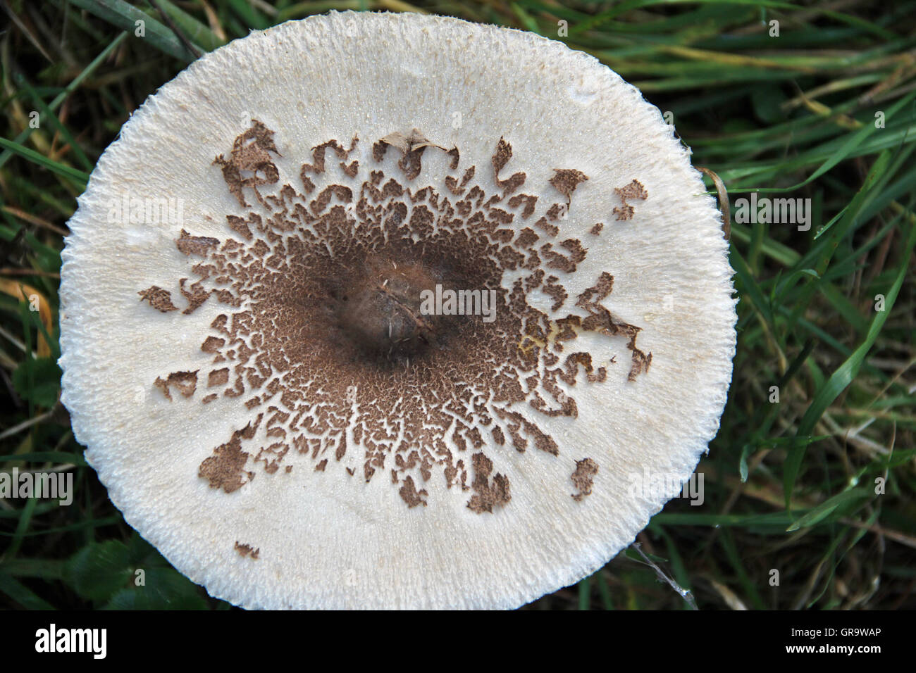 Mushroom shapes hi-res stock photography and images - Alamy