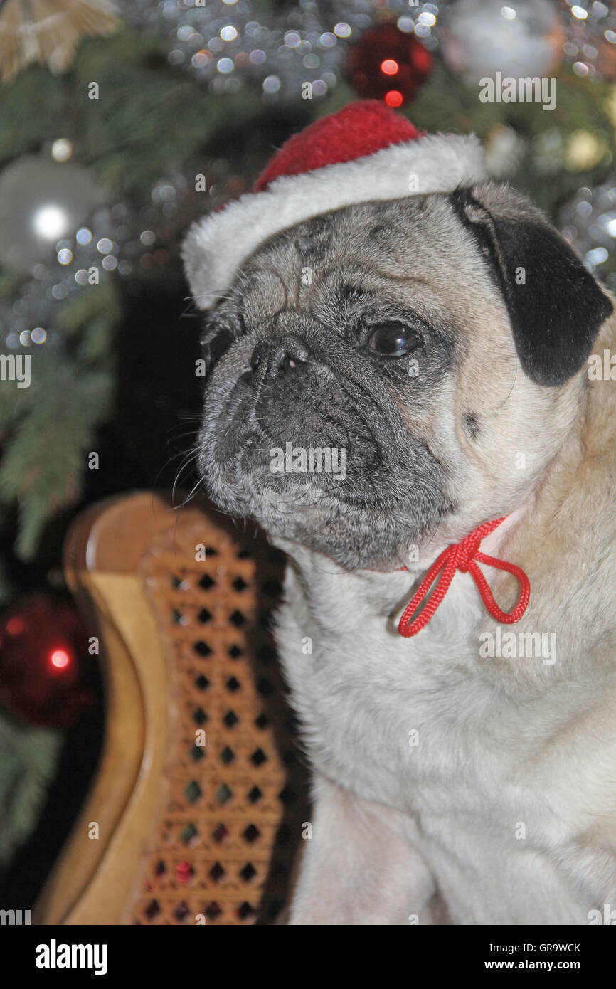 Mops For Christmas With Cap Stock Photo - Alamy
