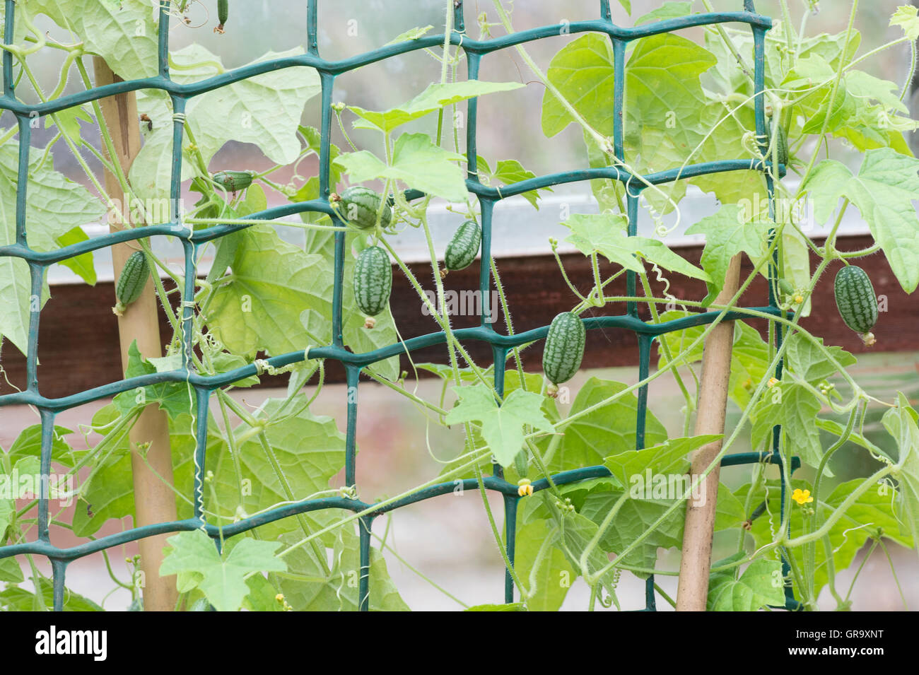 Melothria scabra. Cucamelon / Mouse Melon fruit on netting in a ...