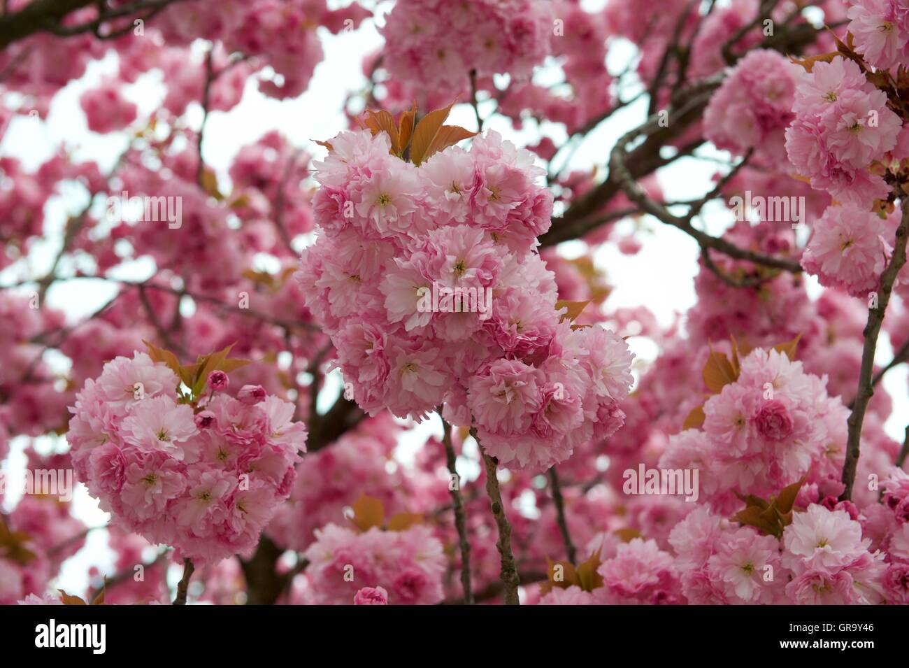 Blooming cherrytree hi-res stock photography and images - Alamy