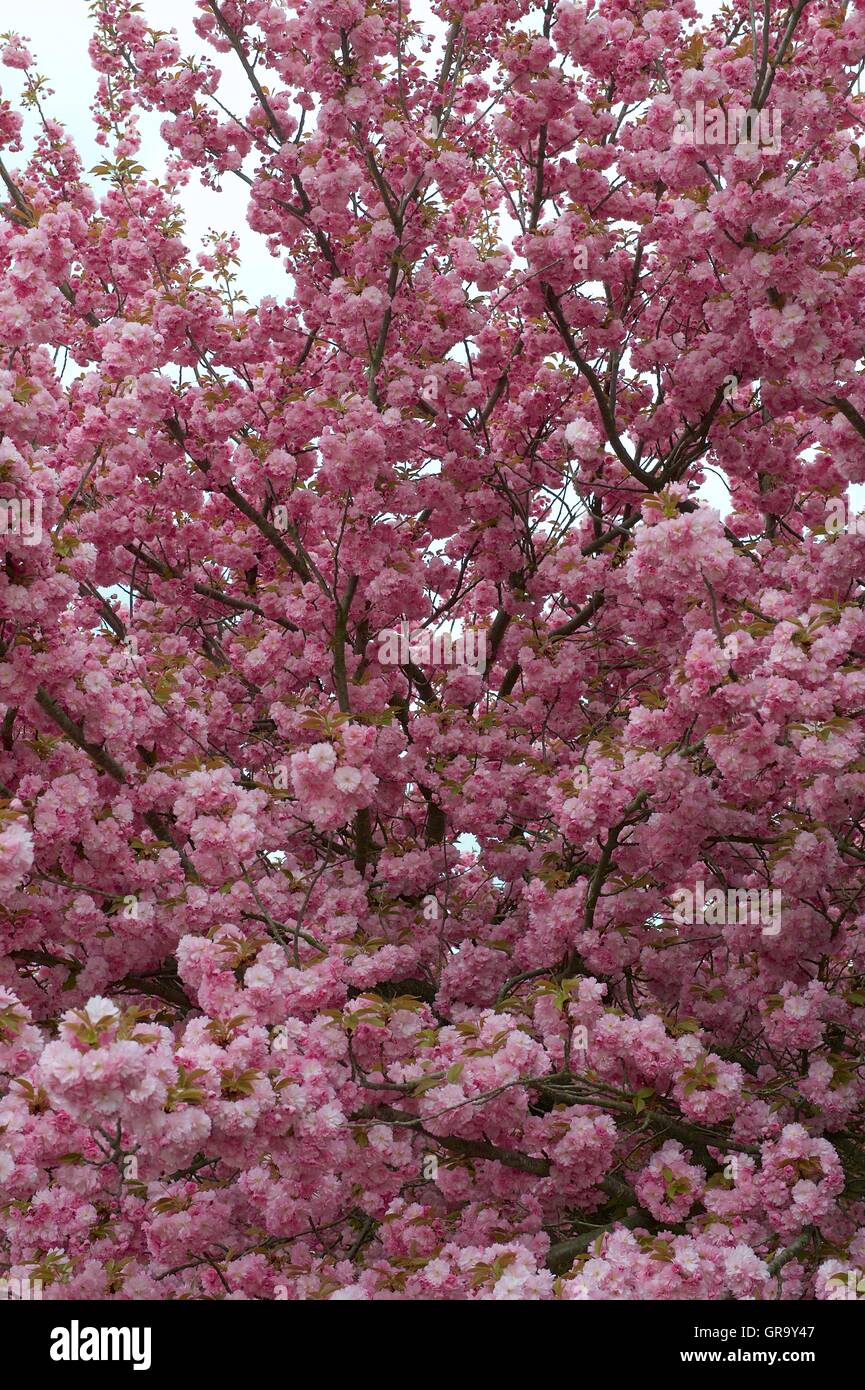 Japanese cherrytree hi-res stock photography and images - Alamy