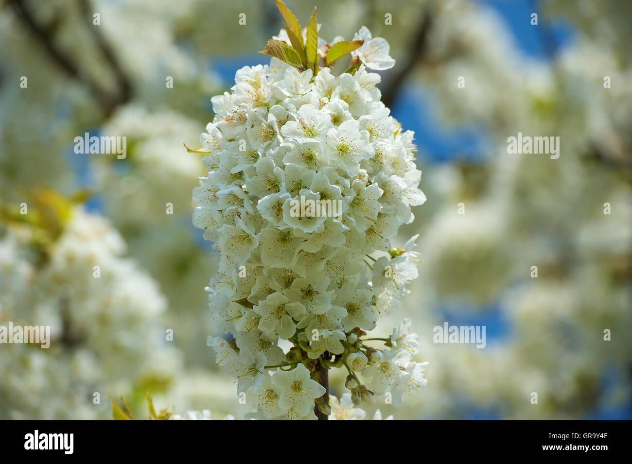 Cherrytree hi-res stock photography and images - Alamy