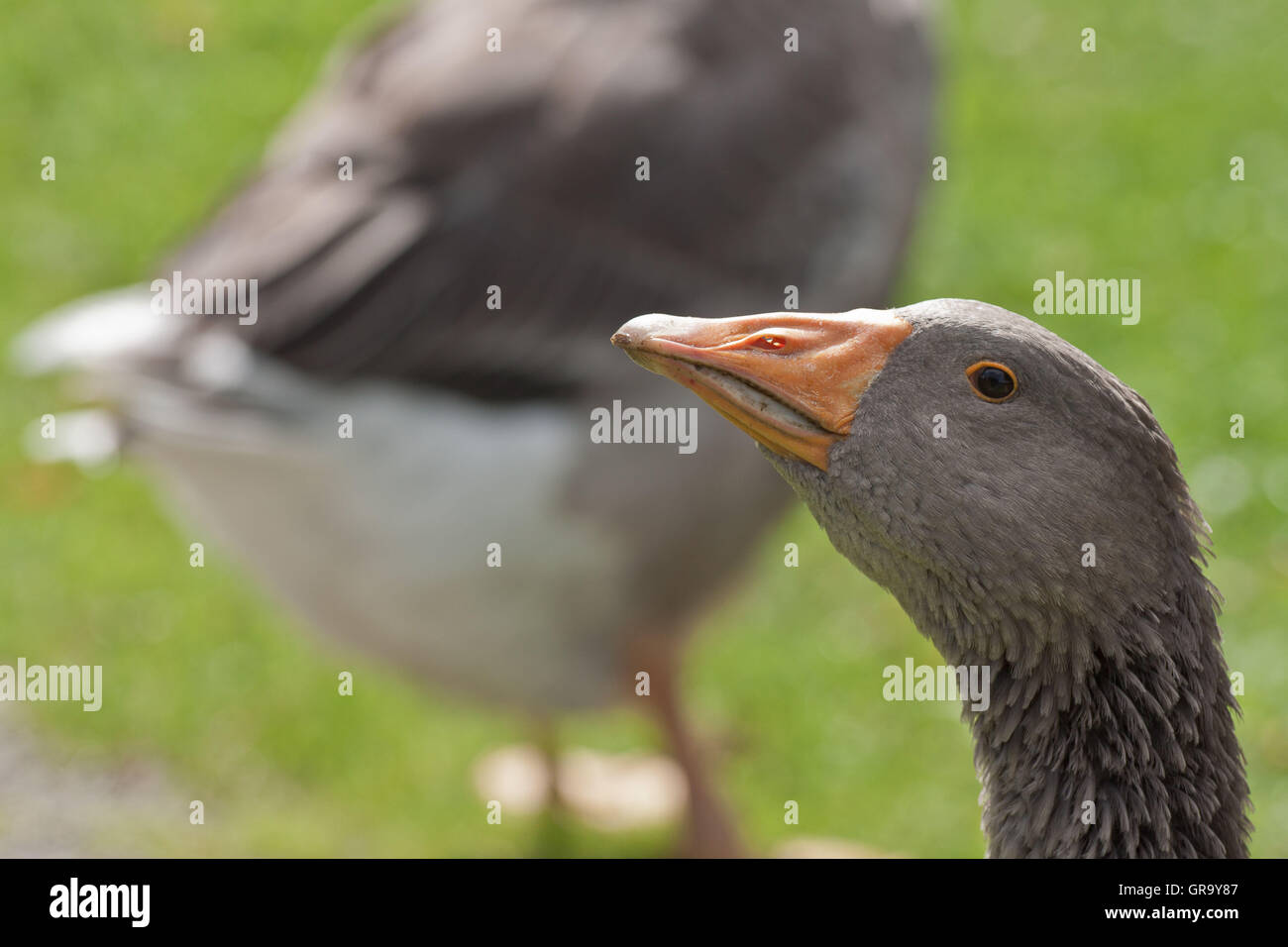 Headless bird hi-res stock photography and images - Alamy
