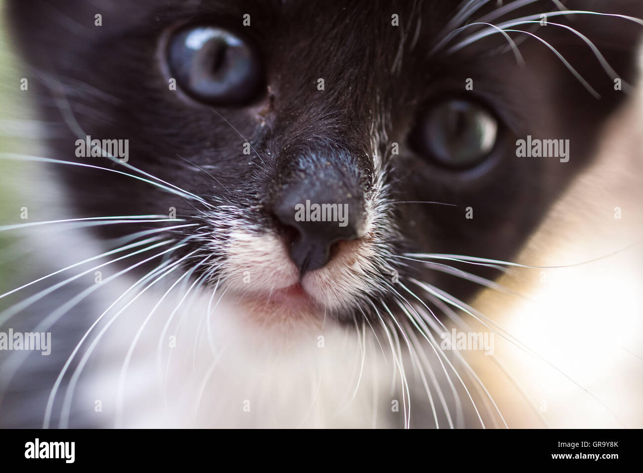 Excited kitten hi-res stock photography and images - Alamy