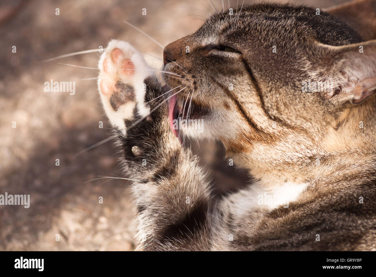 Detailed grooming hi-res stock photography and images - Alamy