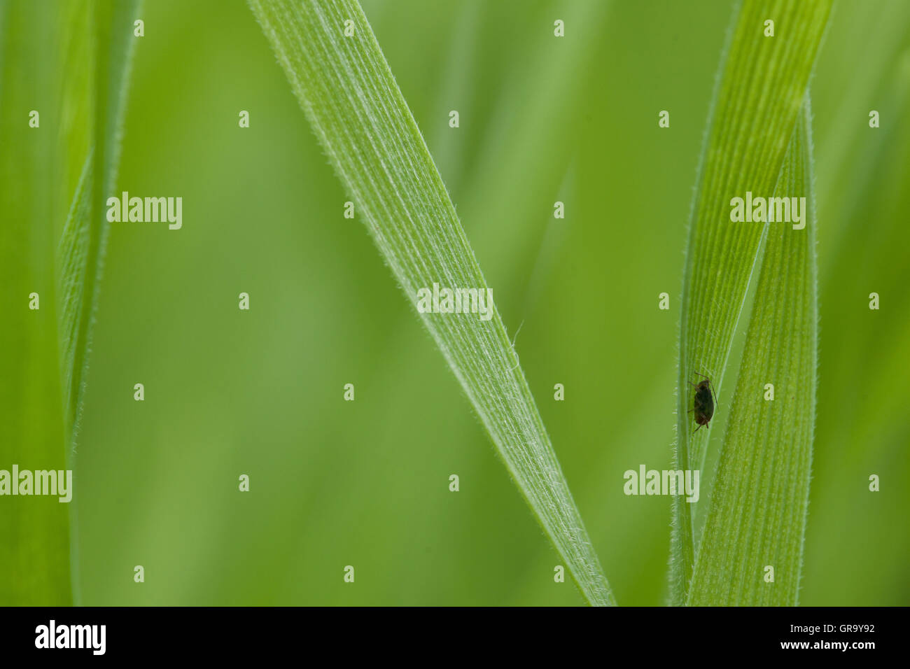 Evergreen lines hi-res stock photography and images - Alamy