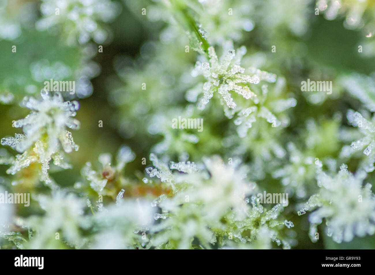 Frozen plant shapes hi-res stock photography and images - Alamy