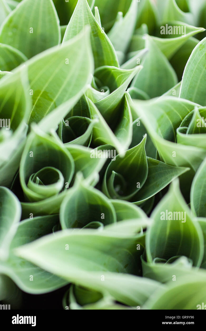 Vortex Structure High Resolution Stock Photography and Images - Alamy