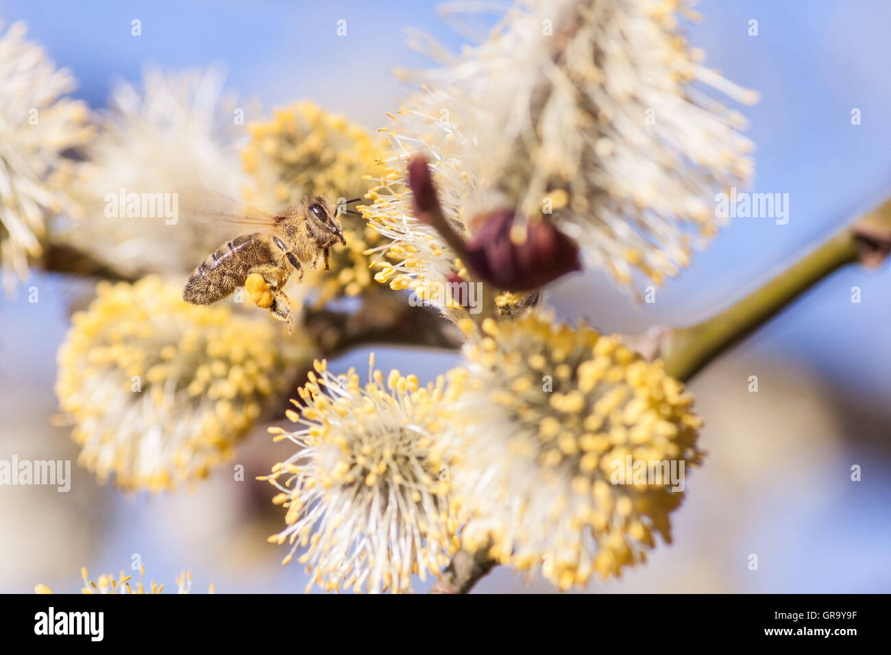 Bee Searching For Food Stock Photo - Alamy