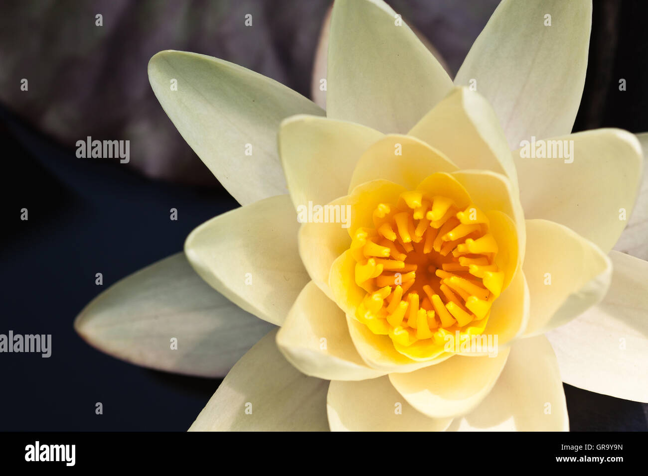 Lotus signs hi-res stock photography and images - Alamy
