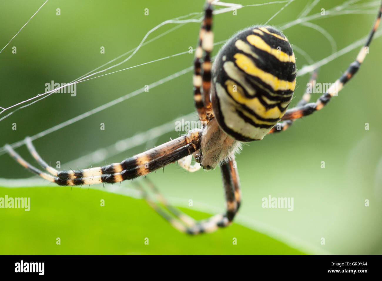Wasp Spider Argiope Bruennichi Stock Photo - Alamy